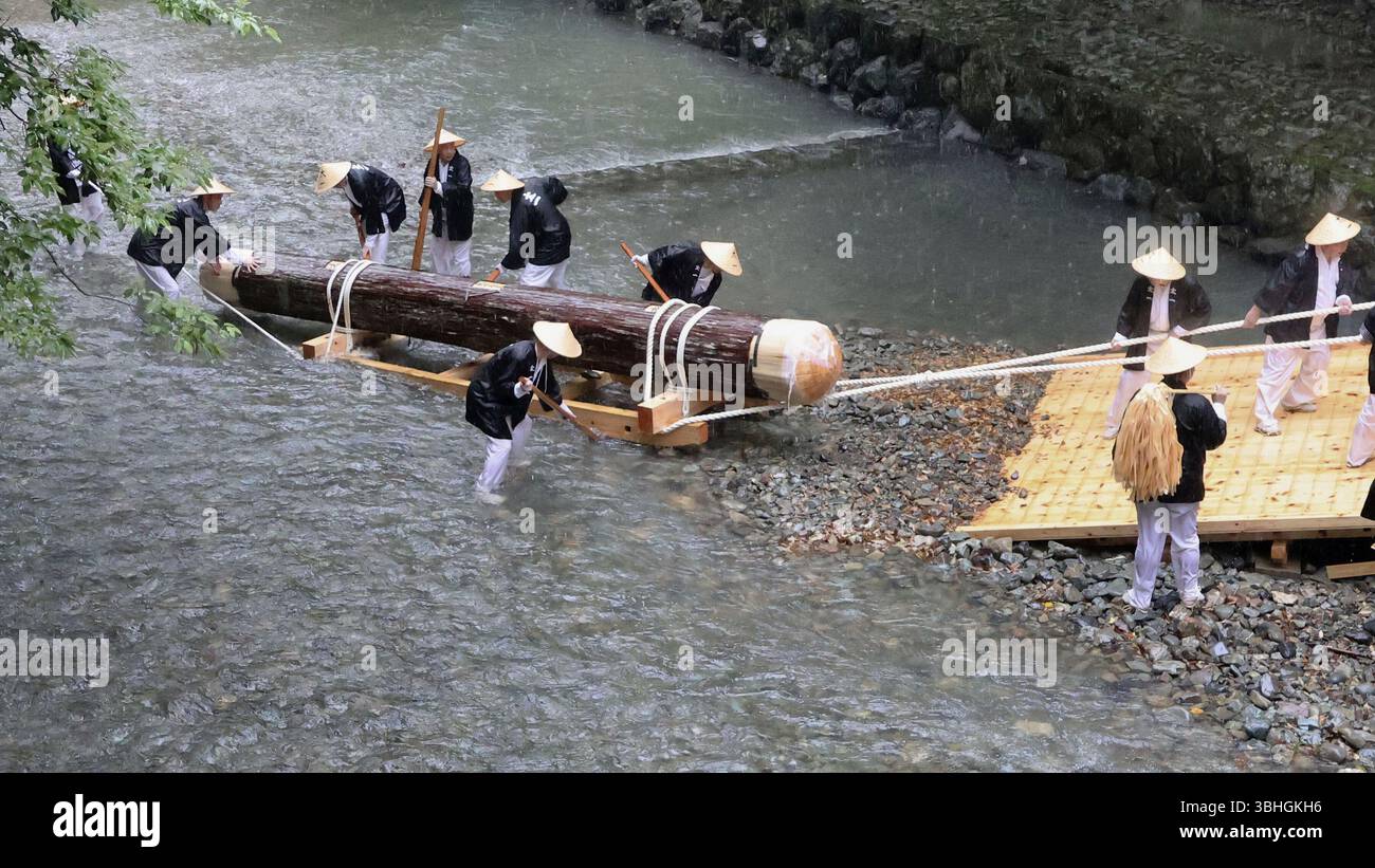 Ise Jingu shrine officials transport a "sacred" tree on the Isuzu River ...