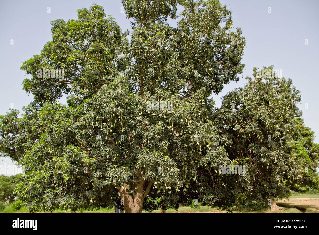 mango farmers are packing mangos in the wooden boxes to sell in the ...