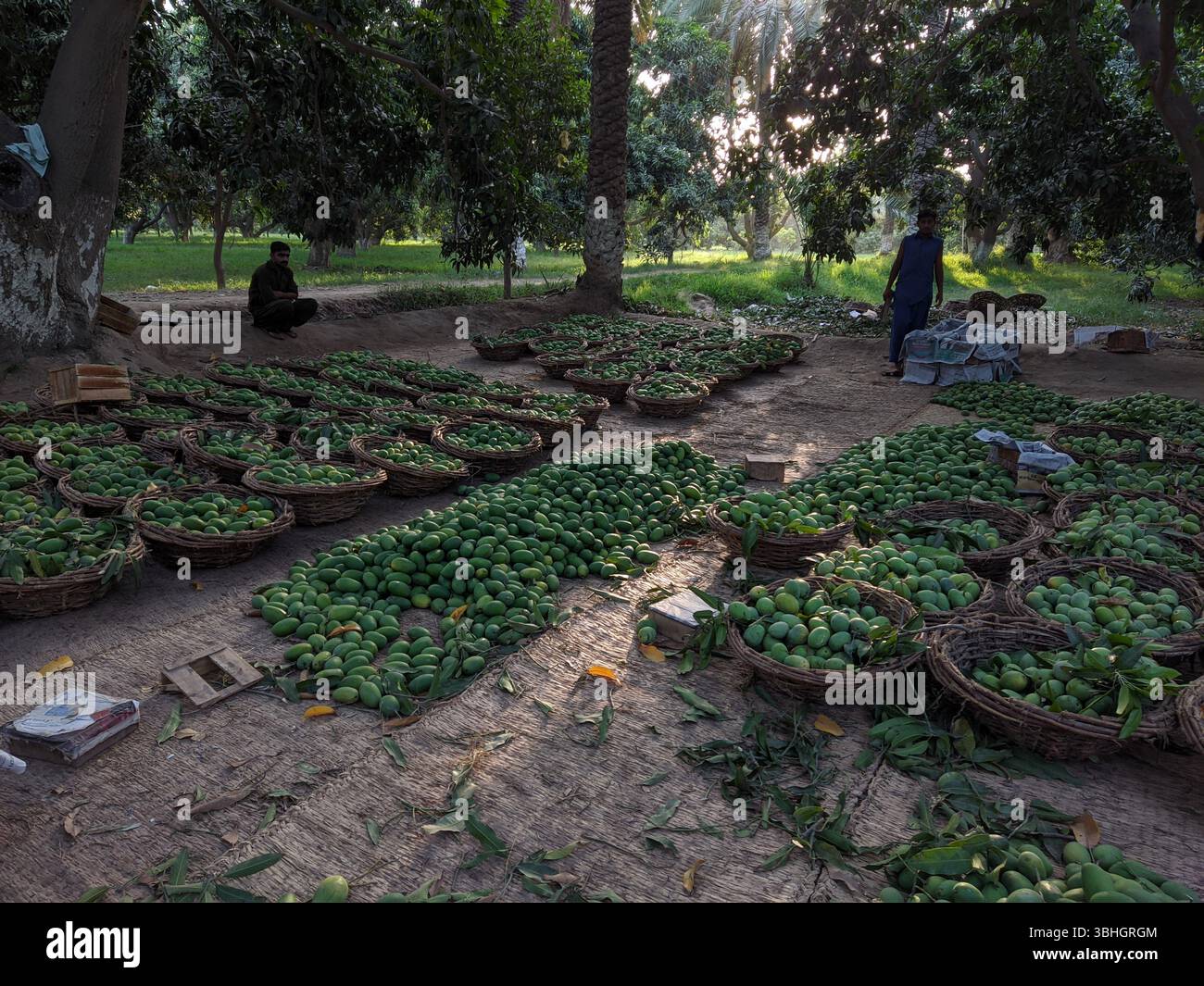 mango farmers are packing mangos in the wooden boxes to sell in the ...