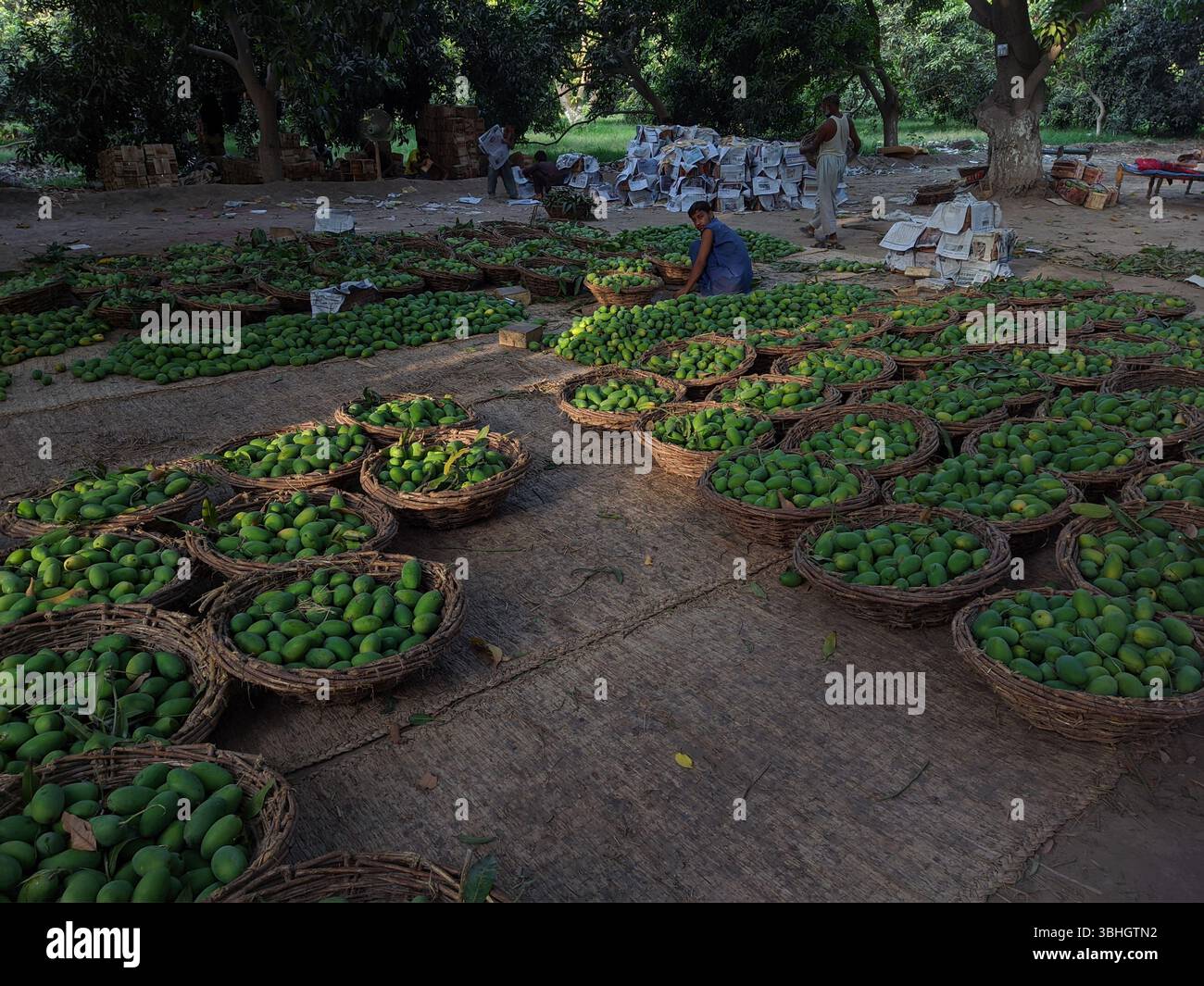 mango farmers are packing mangos in the wooden boxes to sell in the ...