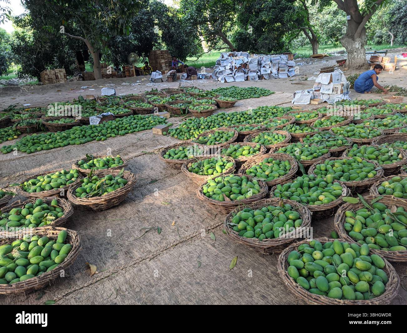 mango farmers are packing mangos in the wooden boxes to sell in the ...