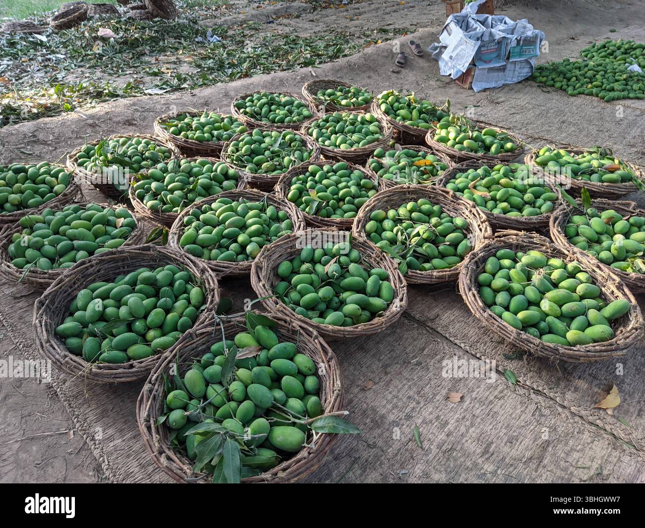 mango farmers are packing mangos in the wooden boxes to sell in the ...