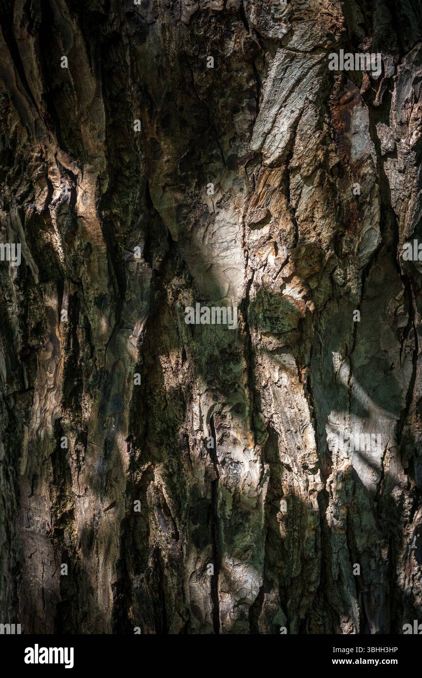 Shaded bark hi-res stock photography and images - Alamy