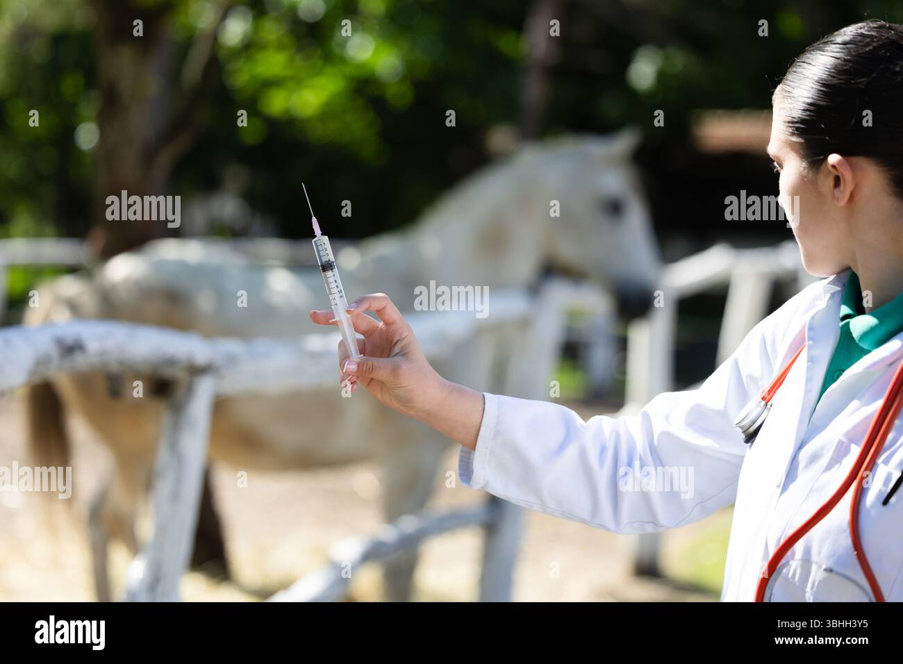 Female veterinarian is holding syringe ready to vaccinate horse on ...
