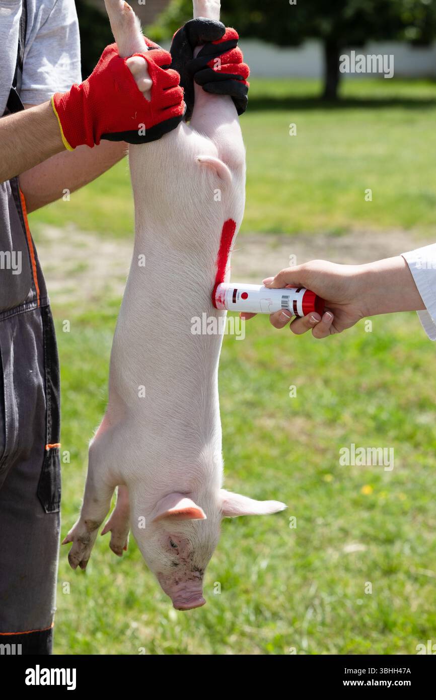 Two male farm workers are handling pig in grassy area, using marking ...
