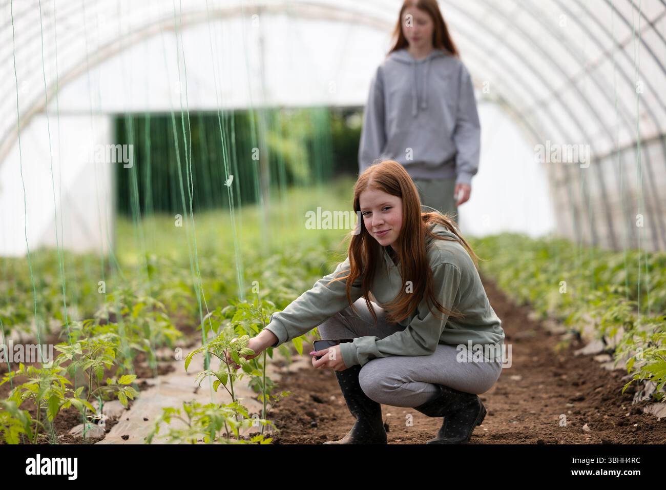Two individuals work diligently in greenhouse, focusing on young tomato ...