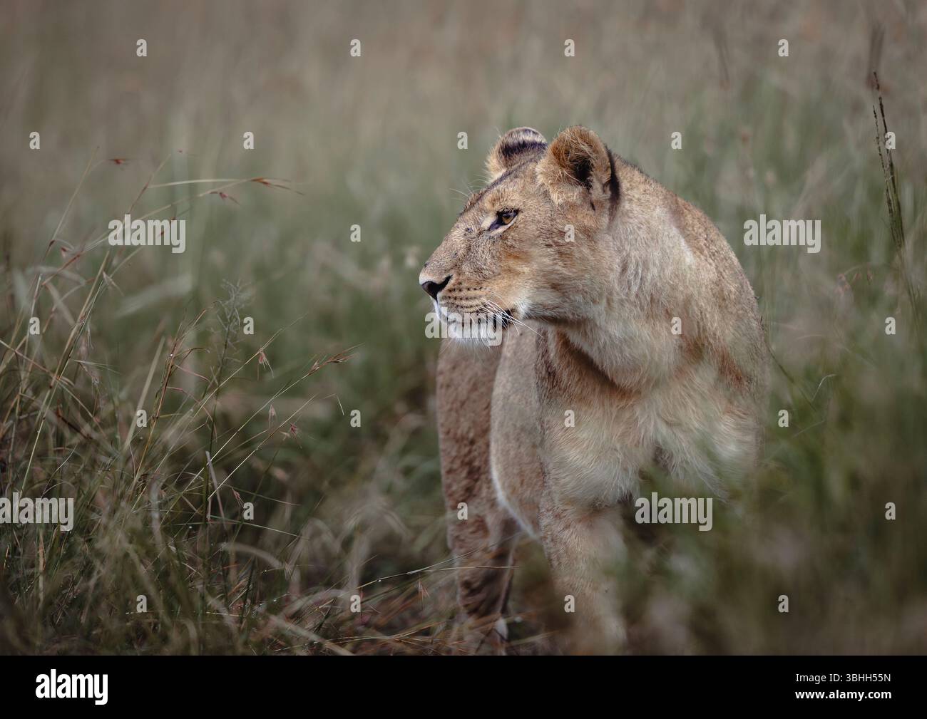 Female lion is in watchful pose among the tall grass, showcasing her ...