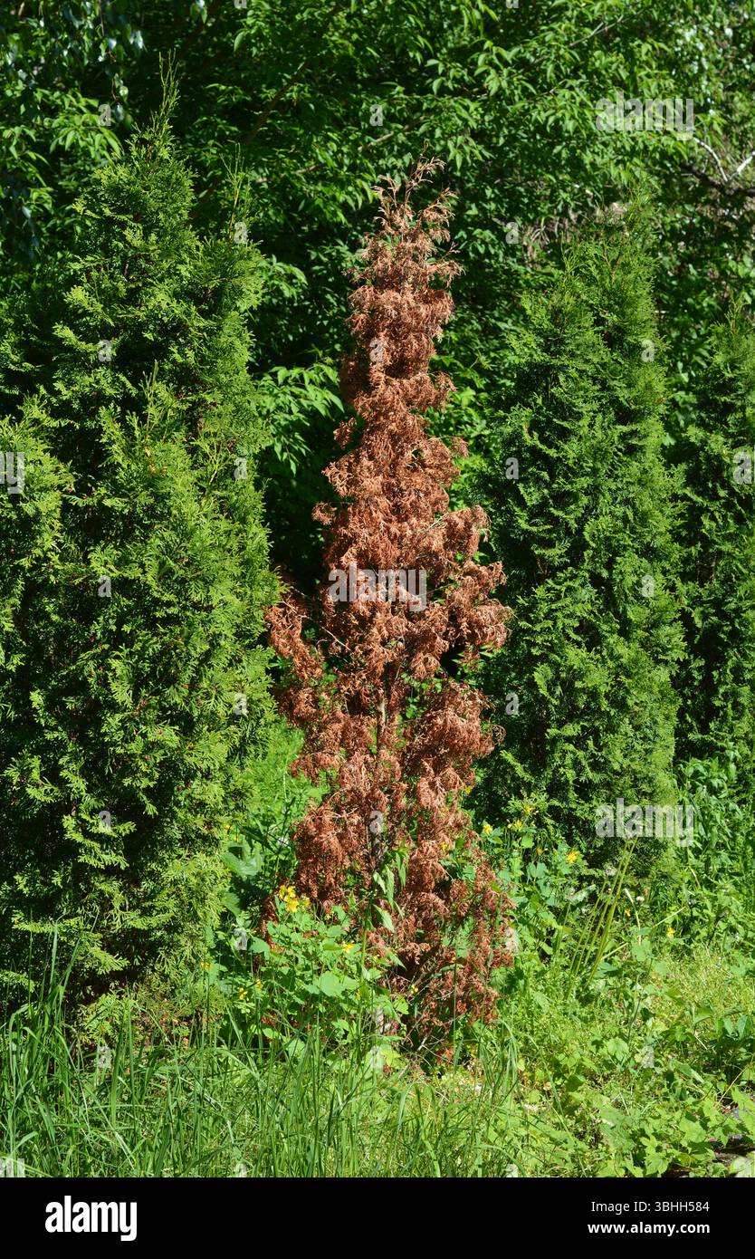 Thuja tree withered on the green fence hedge. The dead thuja seedling ...