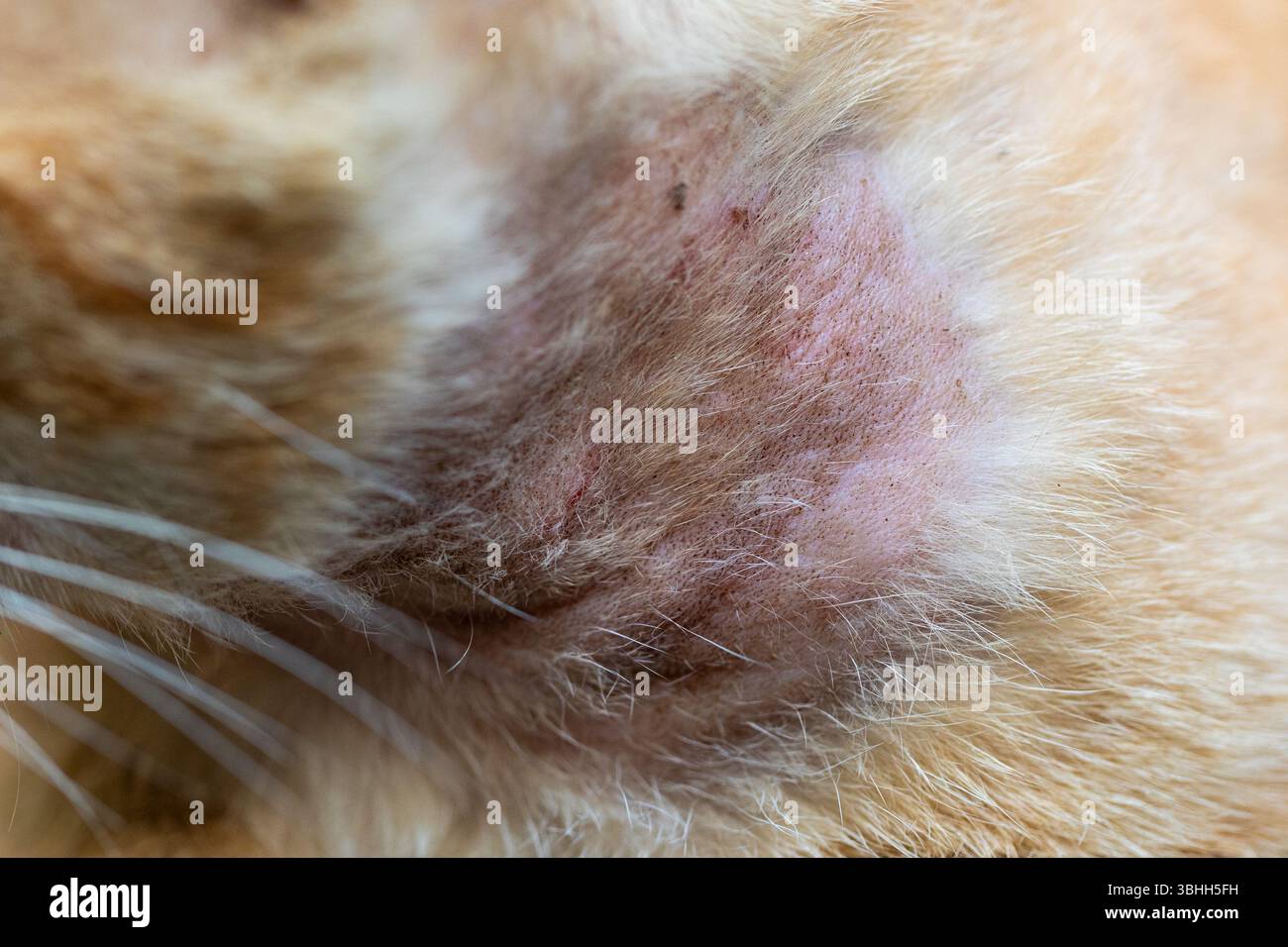 Close-Up of Sarcoptic Mange Skin Lesion on Stray Cat Neck Caused by ...