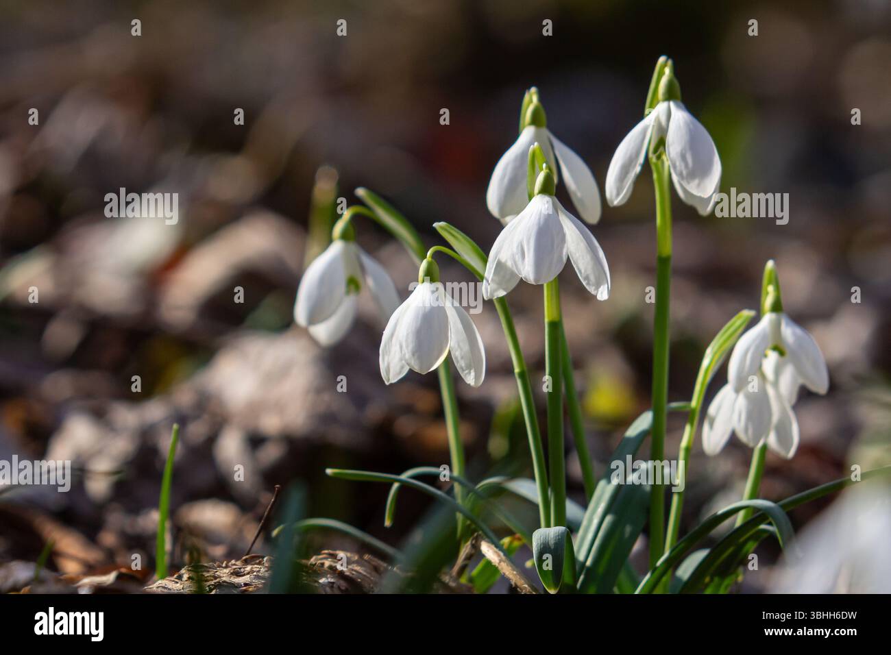 Snowdrop flowers in woodland habitat hi-res stock photography and ...