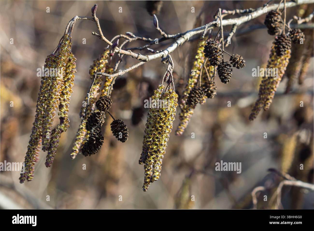 Common alder tree with characteristic cones growing near water in a ...