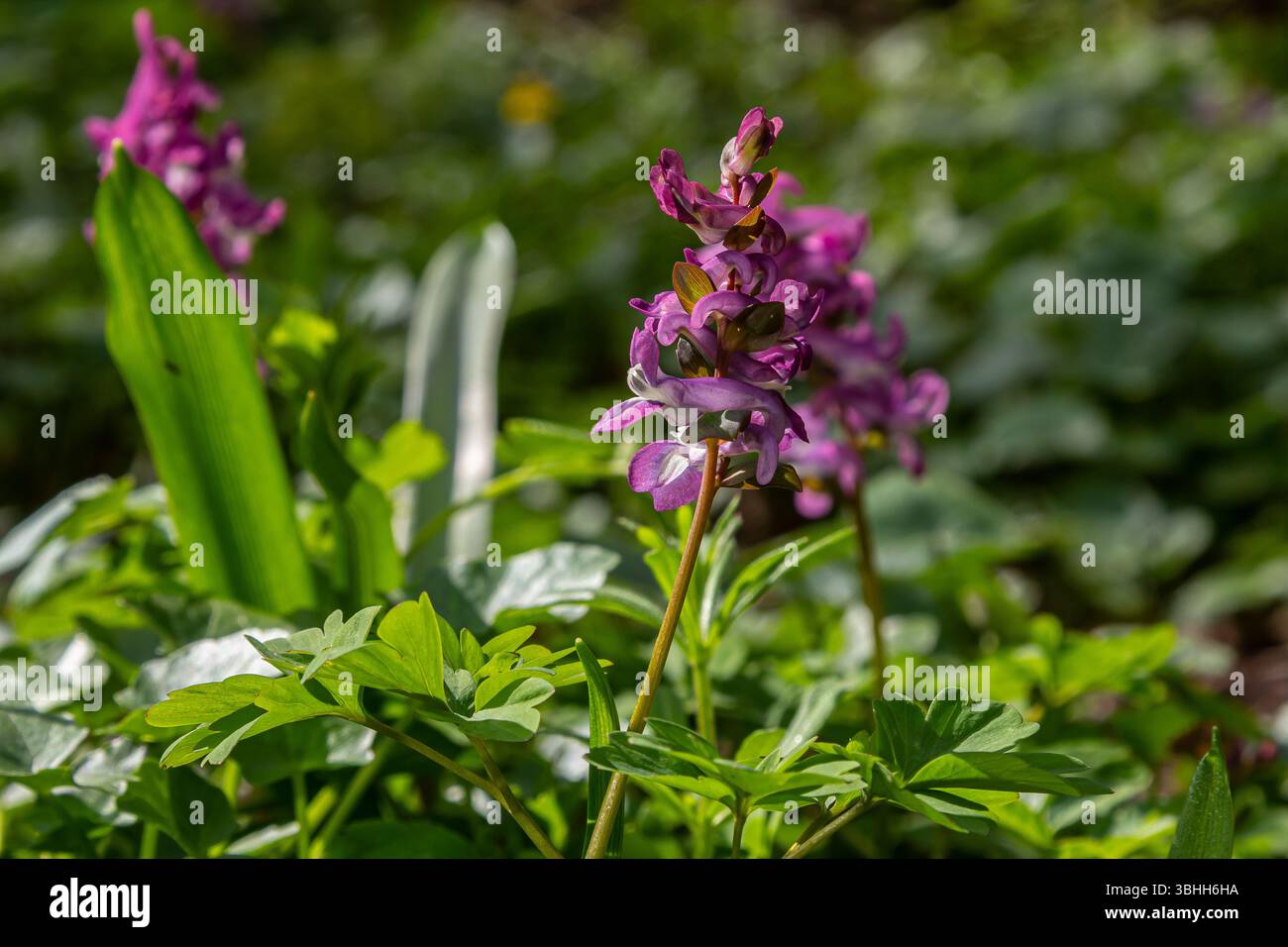 Vibrant Corydalis cava flowers bloom in a spring woodland their ...