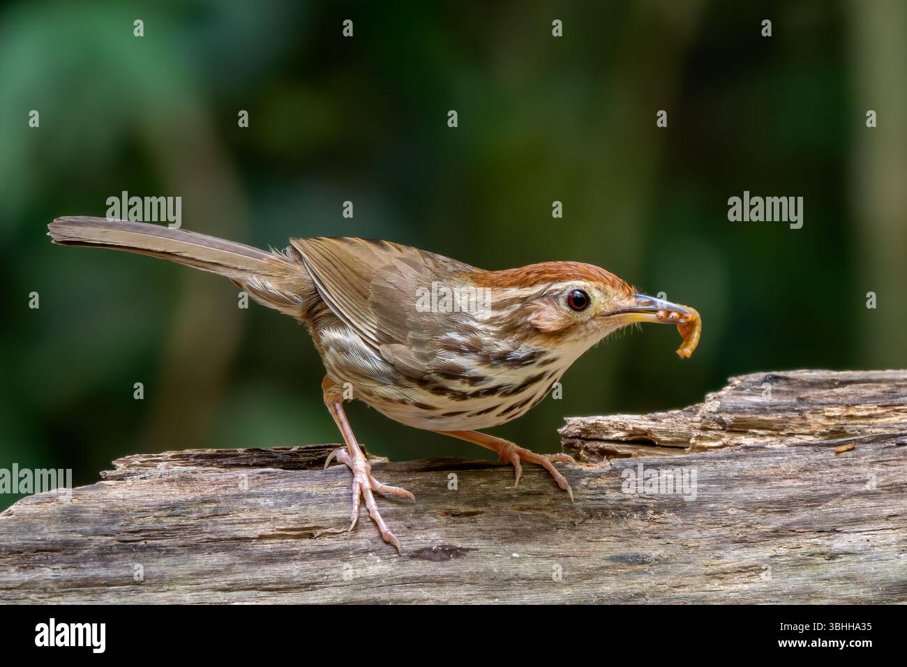Puff-throated Babbler - Pellorneum ruficeps, small shy forest bird from ...
