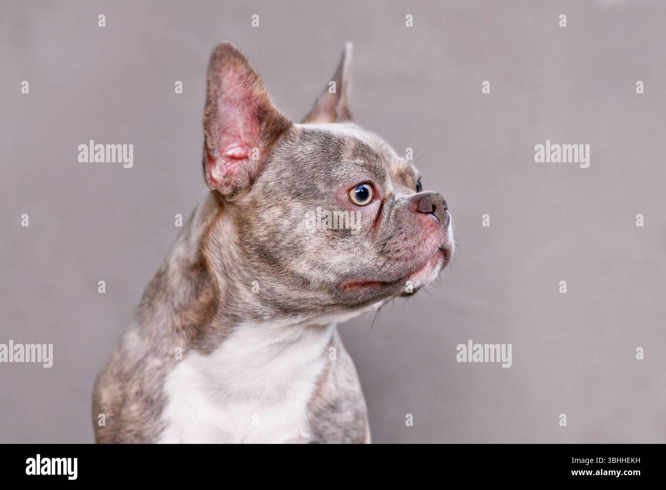 Portrait of lilac brindle French Bulldog dog with long healthy nose in ...