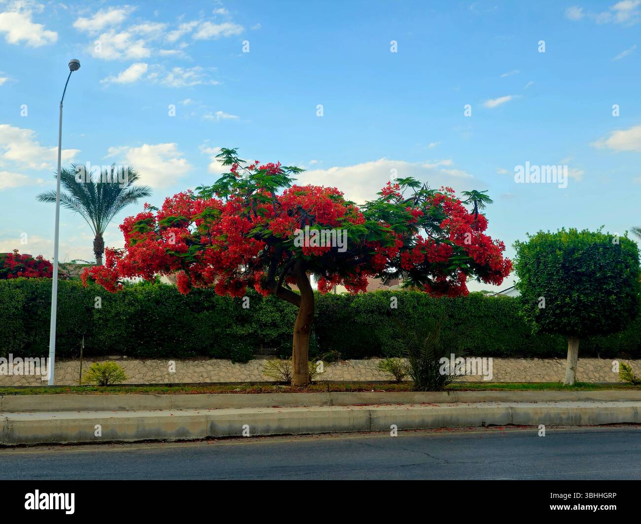 a beautiful tree on the street of Sheikh Zayed city in Giza, Egypt ...
