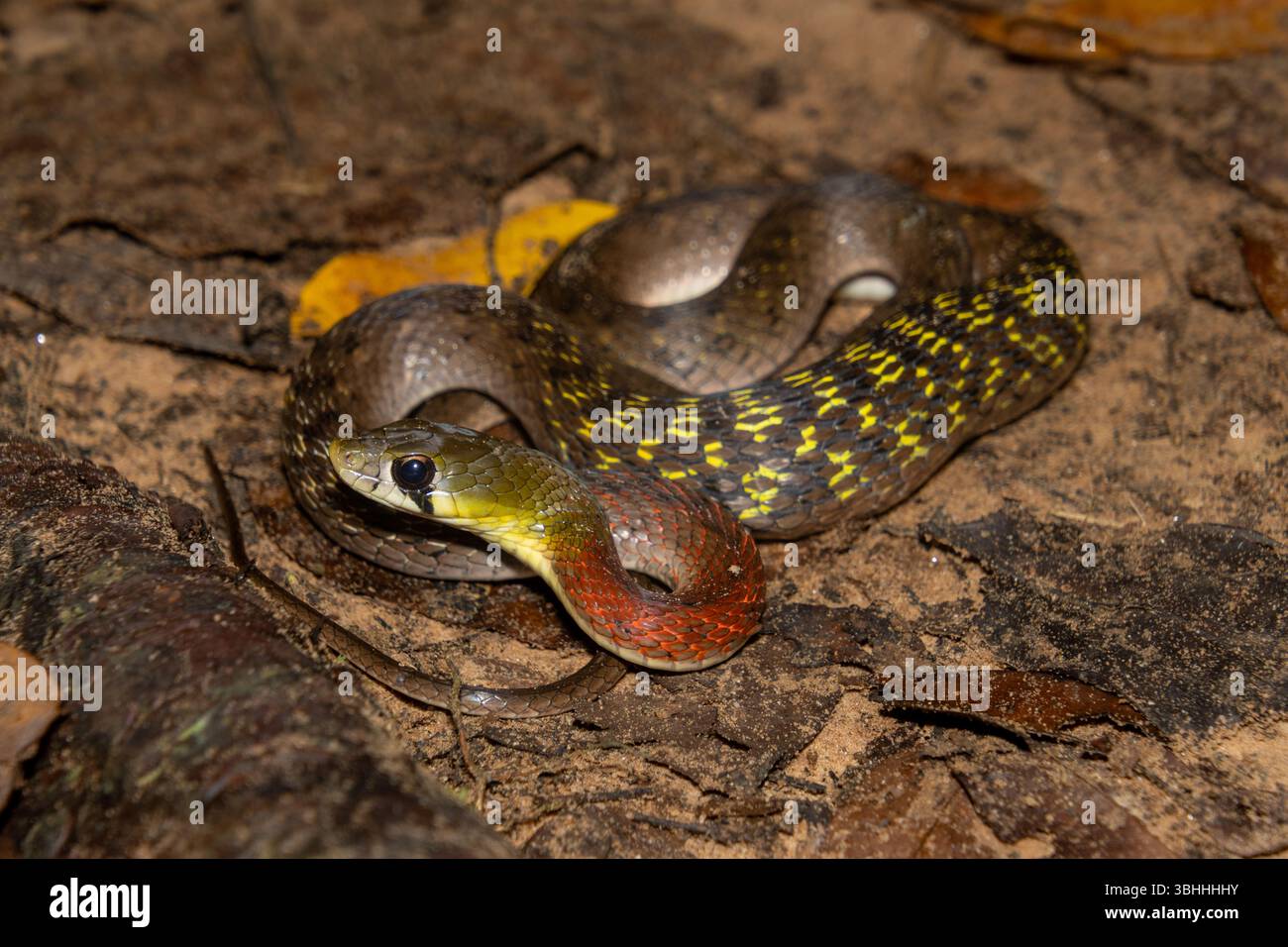 Rhabdophis siamensis hi-res stock photography and images - Alamy