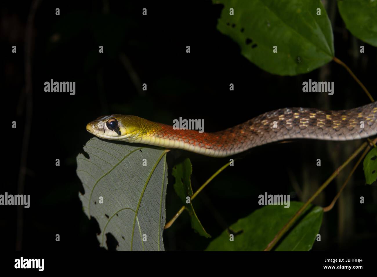 red-necked keelback snake (rhabdophis siamensis Stock Photo - Alamy