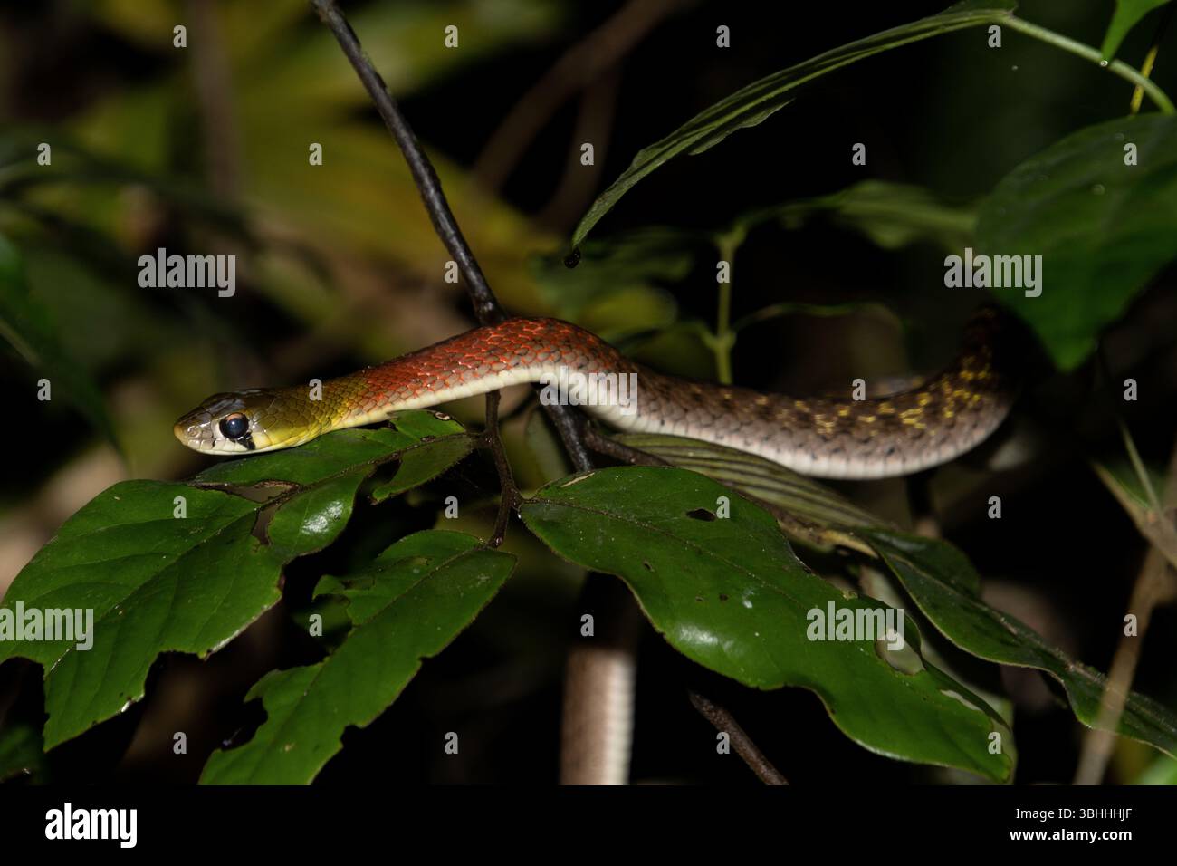 Rhabdophis siamensis hi-res stock photography and images - Alamy