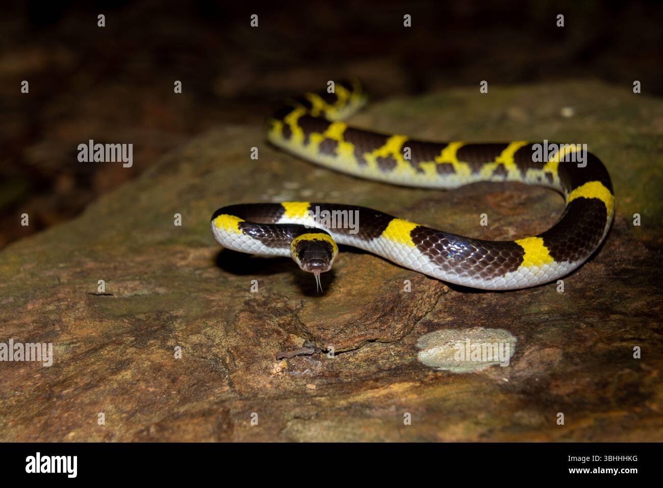 Laotian wolf snake (Lycodon laoensis Stock Photo - Alamy
