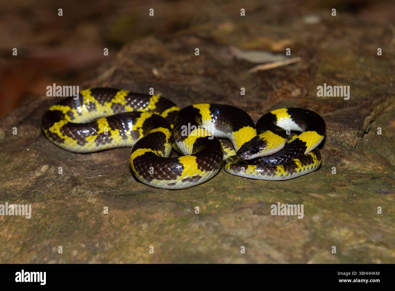 Laotian wolf snake (Lycodon laoensis Stock Photo - Alamy