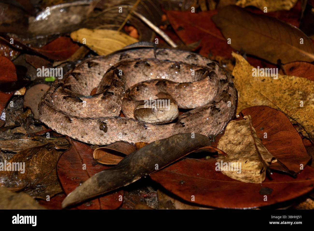 Malayan pit viper (Calloselasma rhodostoma Stock Photo - Alamy