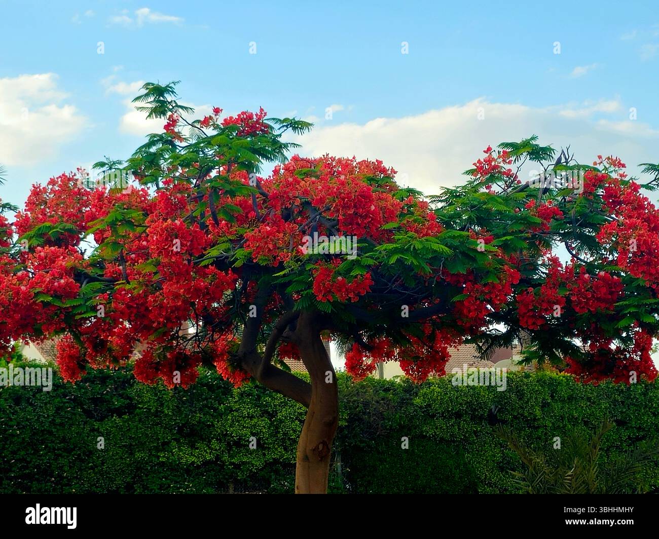 a beautiful tree on the street of Sheikh Zayed city in Giza, Egypt ...