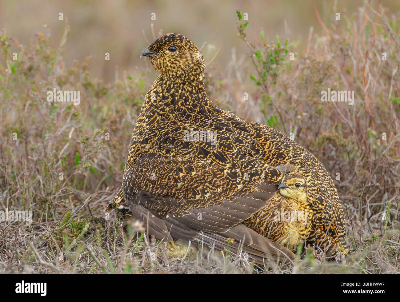 Red Grouse hen in Springtime with her tiny chick peeping out beneath ...