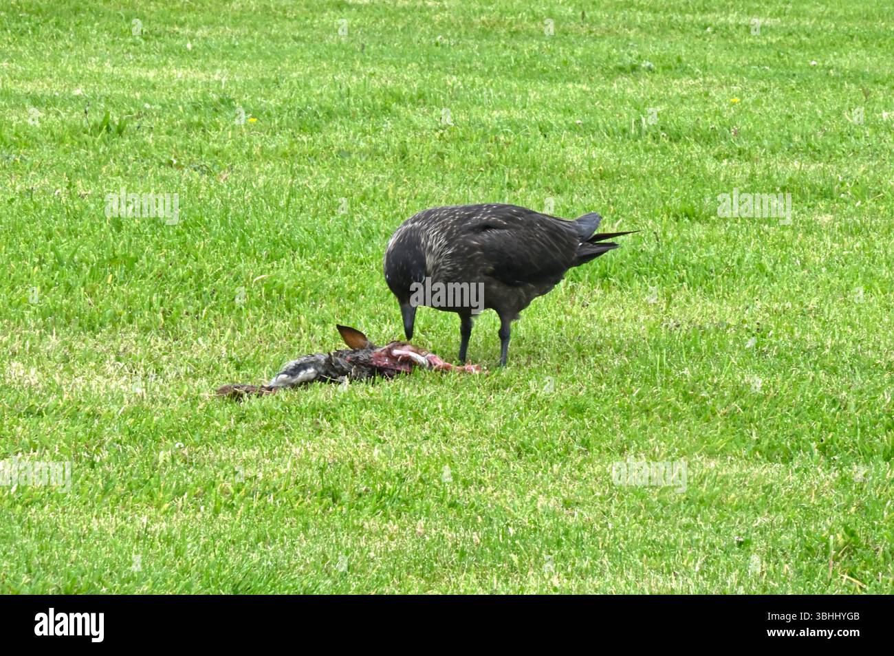 Skua eating a rabbit hi-res stock photography and images - Alamy