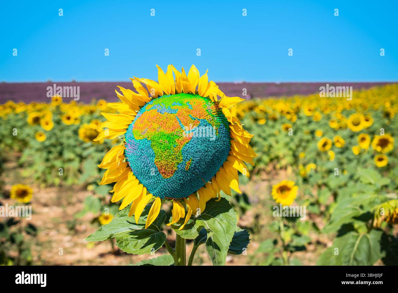National Sunflower Day Concept: Sunflower with World Map design Stock ...