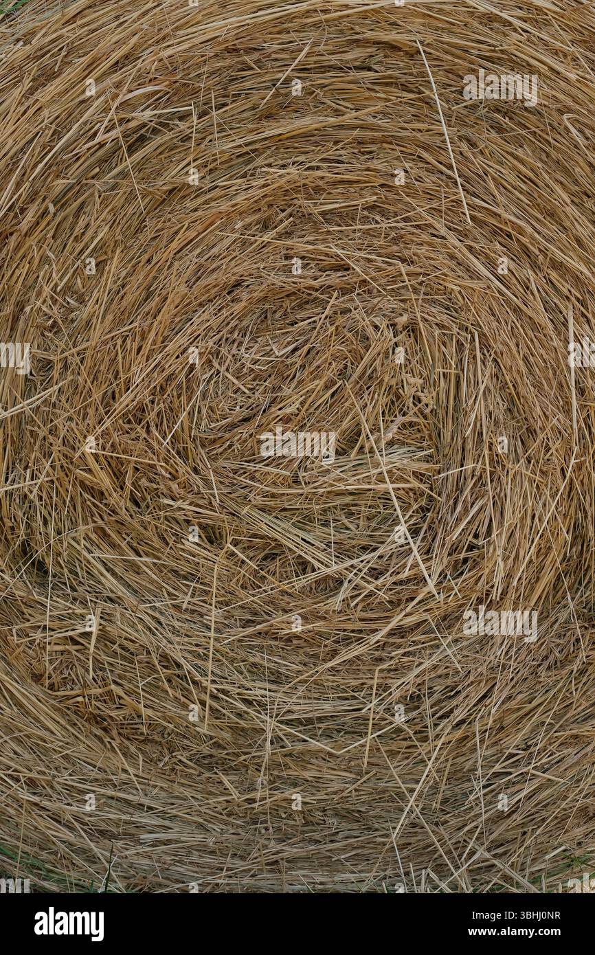Hay is rolled into large bales for convenient storage and ...