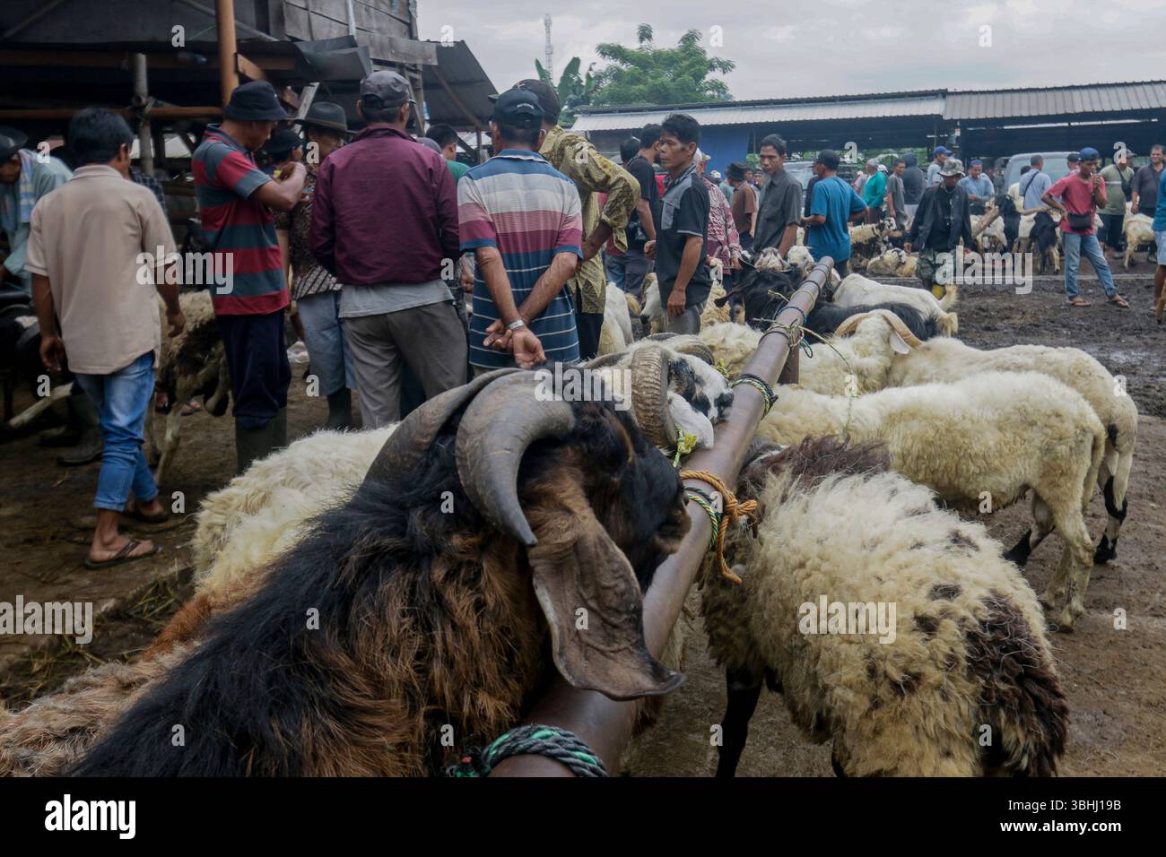 Crowds at the goat and sheep market at Jonggol Animal Market, Bogor Regency, West Java ...