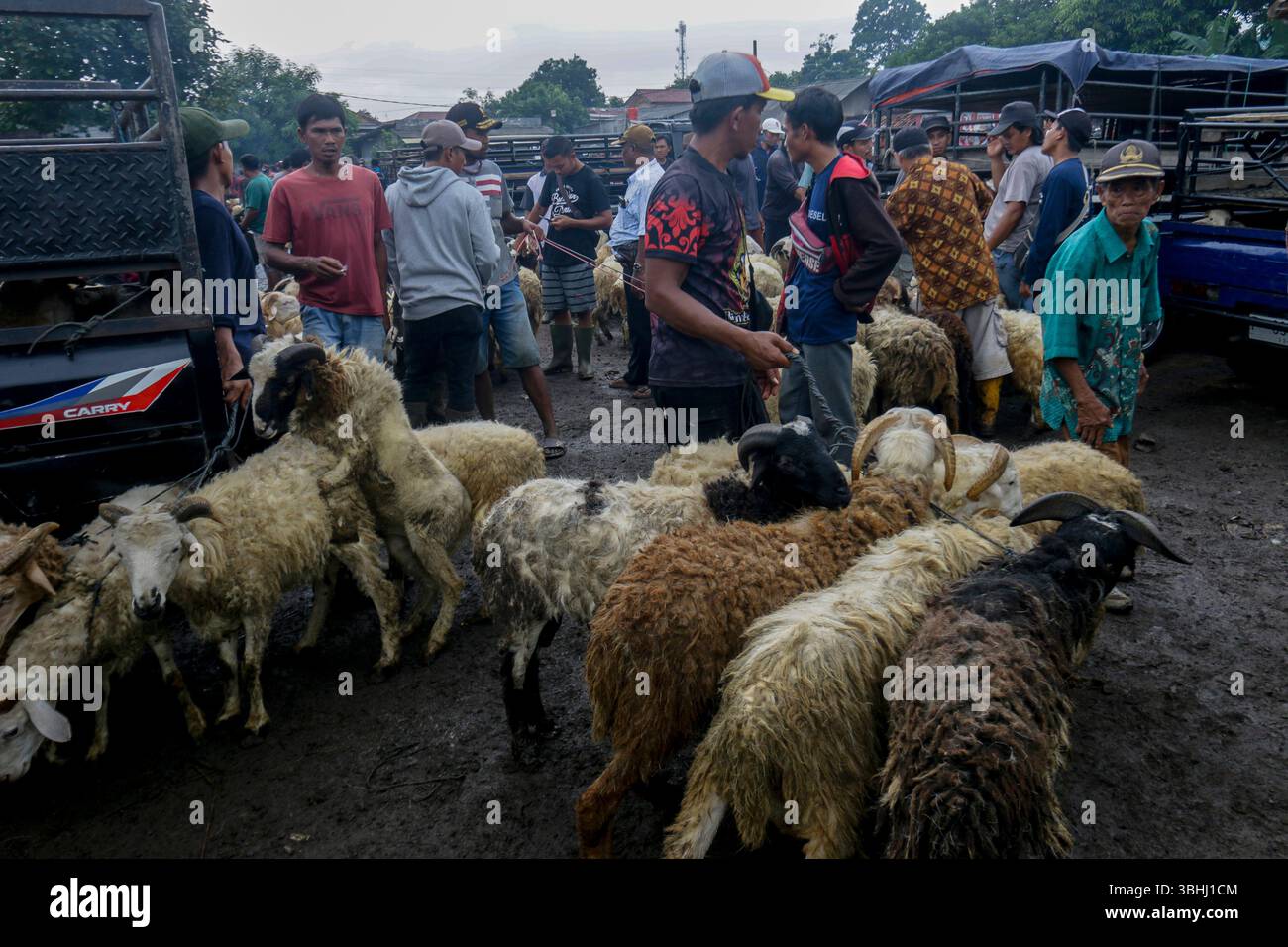 Crowds at the goat and sheep market at Jonggol Animal Market, Bogor ...
