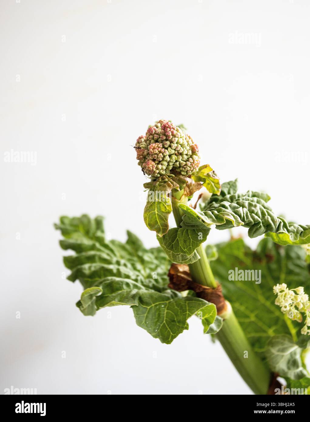 Rhubarb in ground hi-res stock photography and images - Alamy
