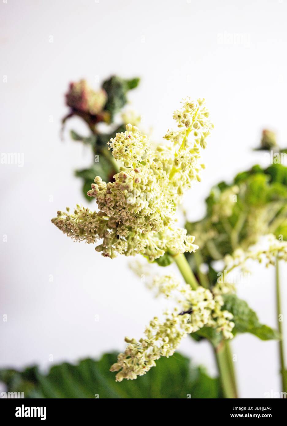 rhubarb flowers in close-up Stock Photo - Alamy