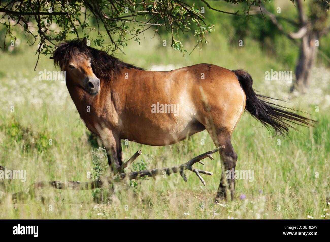 Pony posture hi-res stock photography and images - Alamy