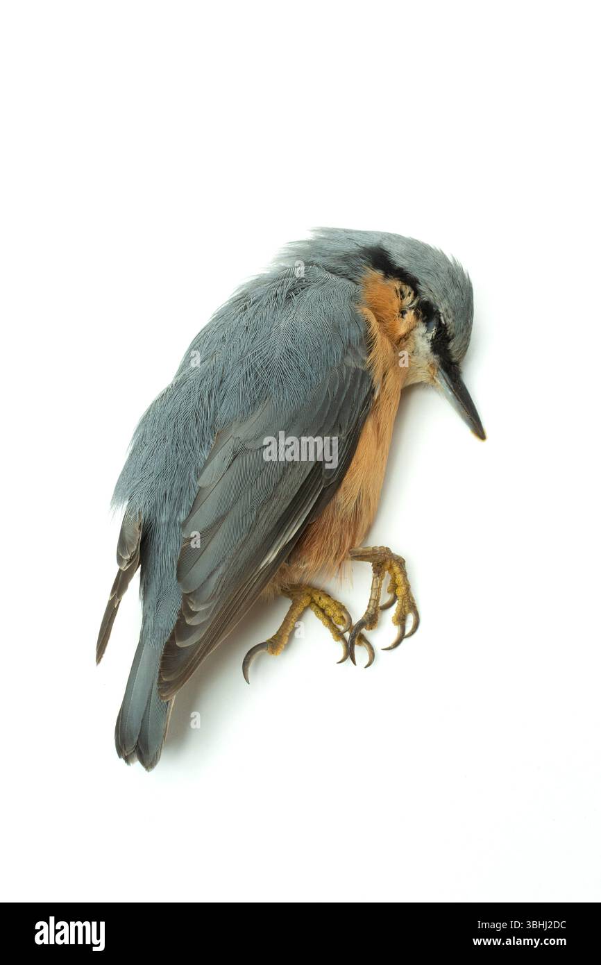Bird and stillness Cut Out Stock Images & Pictures - Alamy