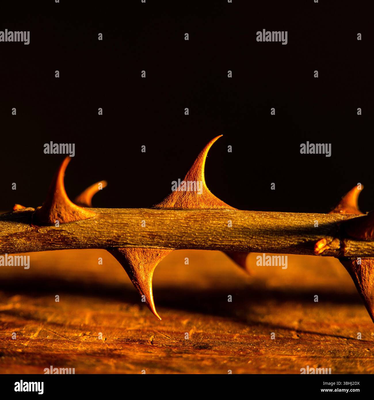 Sharp thorns are illuminated by a warm glow, highlighting their texture ...