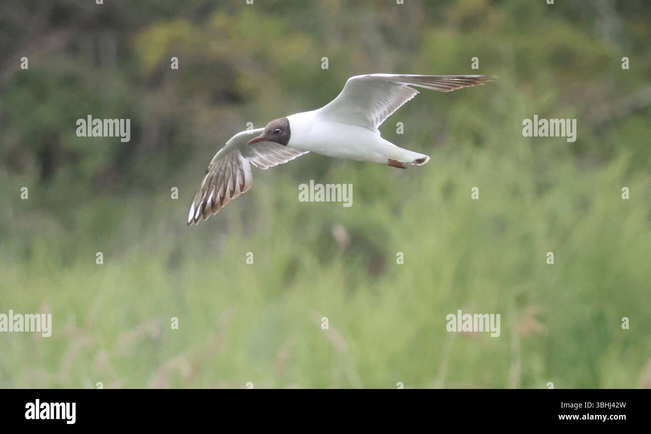 Black-Headed Gull in flight at RSPB Rainham Marshes Nature Reserve ...