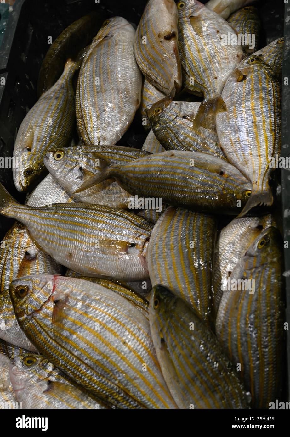 Salema porgy (Sarpa salpa) fish on a fishmonger stall at a market in ...