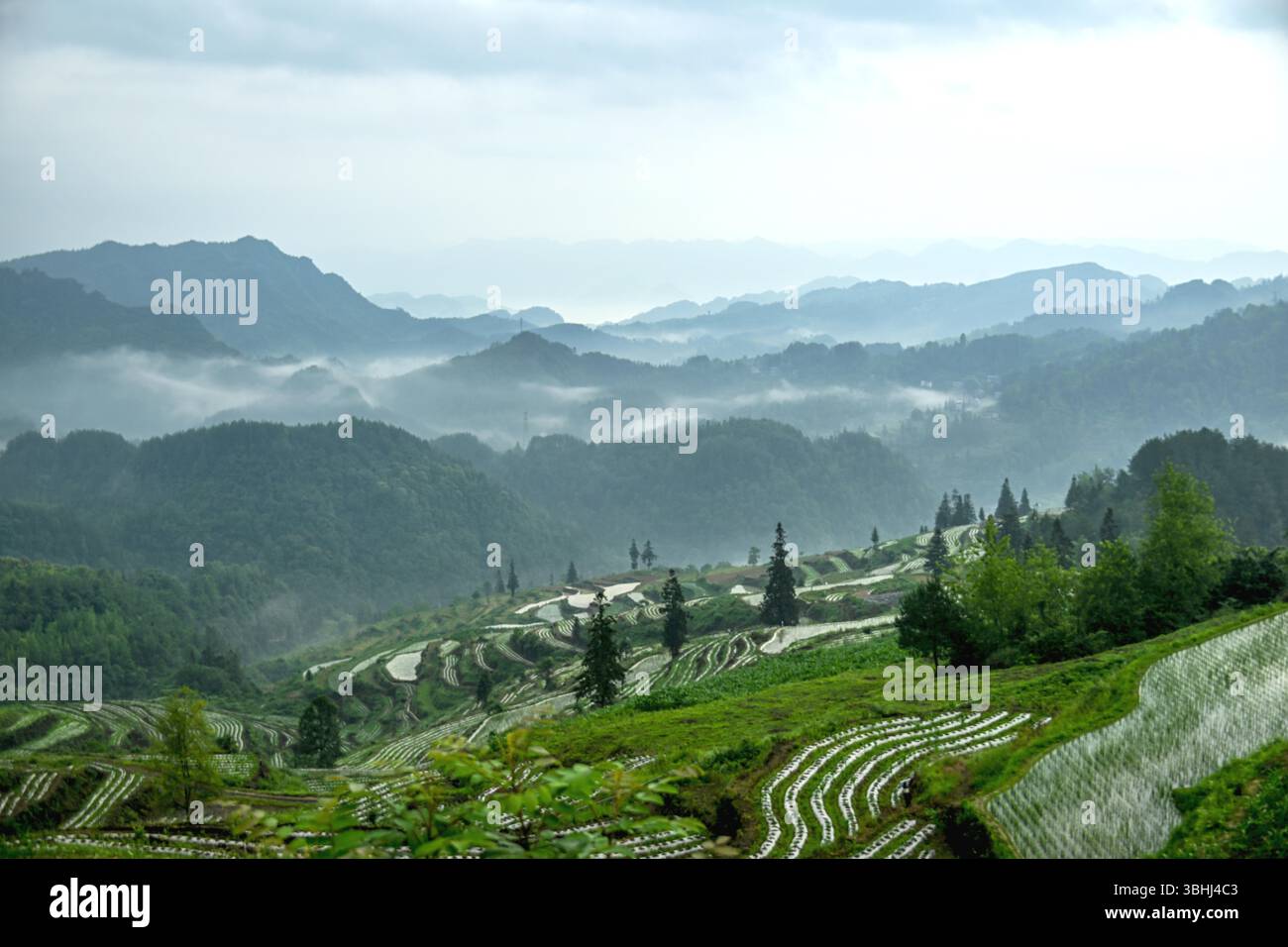 Aerial photo shows the terraced field in Youyang County, Chongqing ...