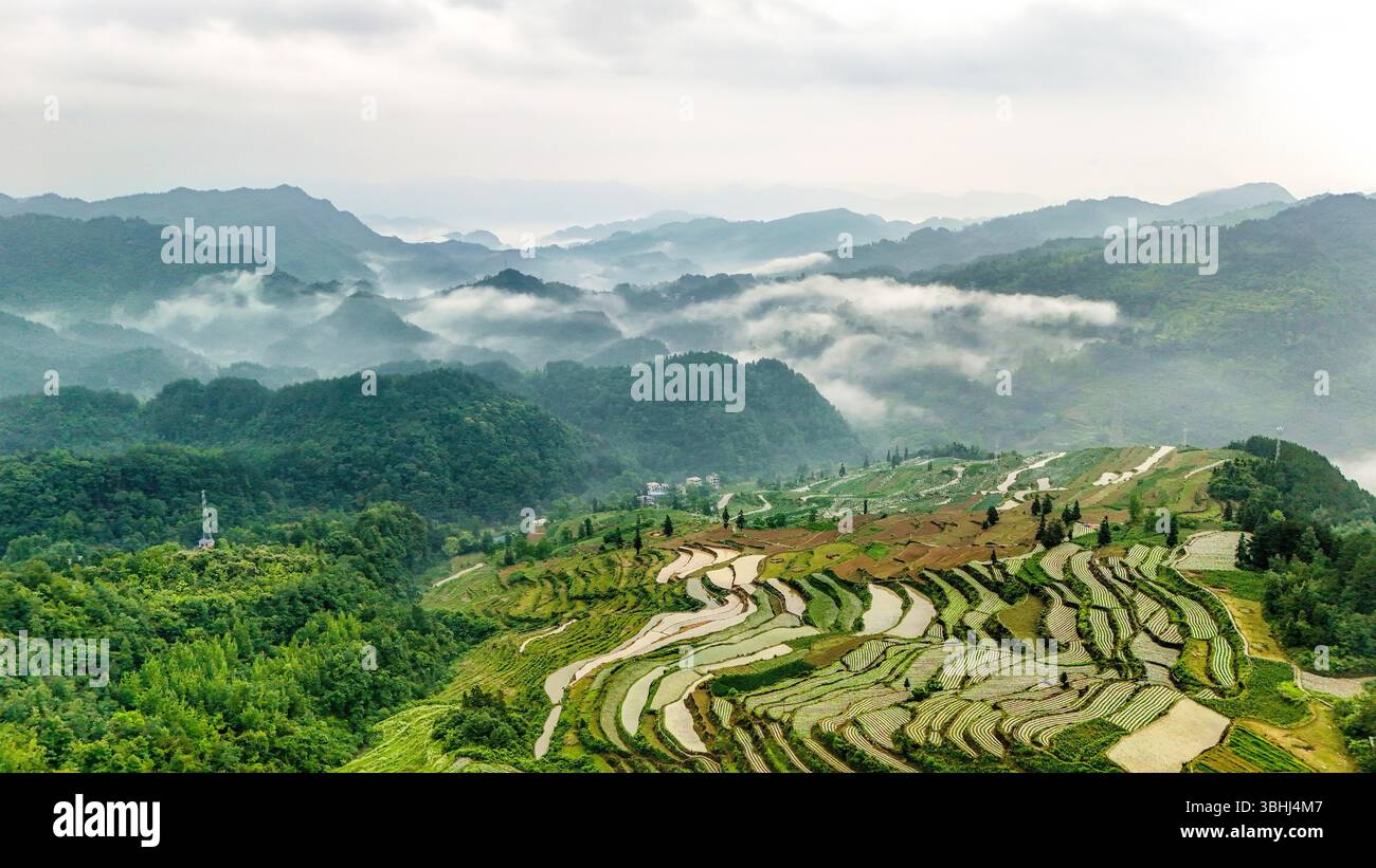 Aerial photo shows the terraced field in Youyang County, Chongqing ...
