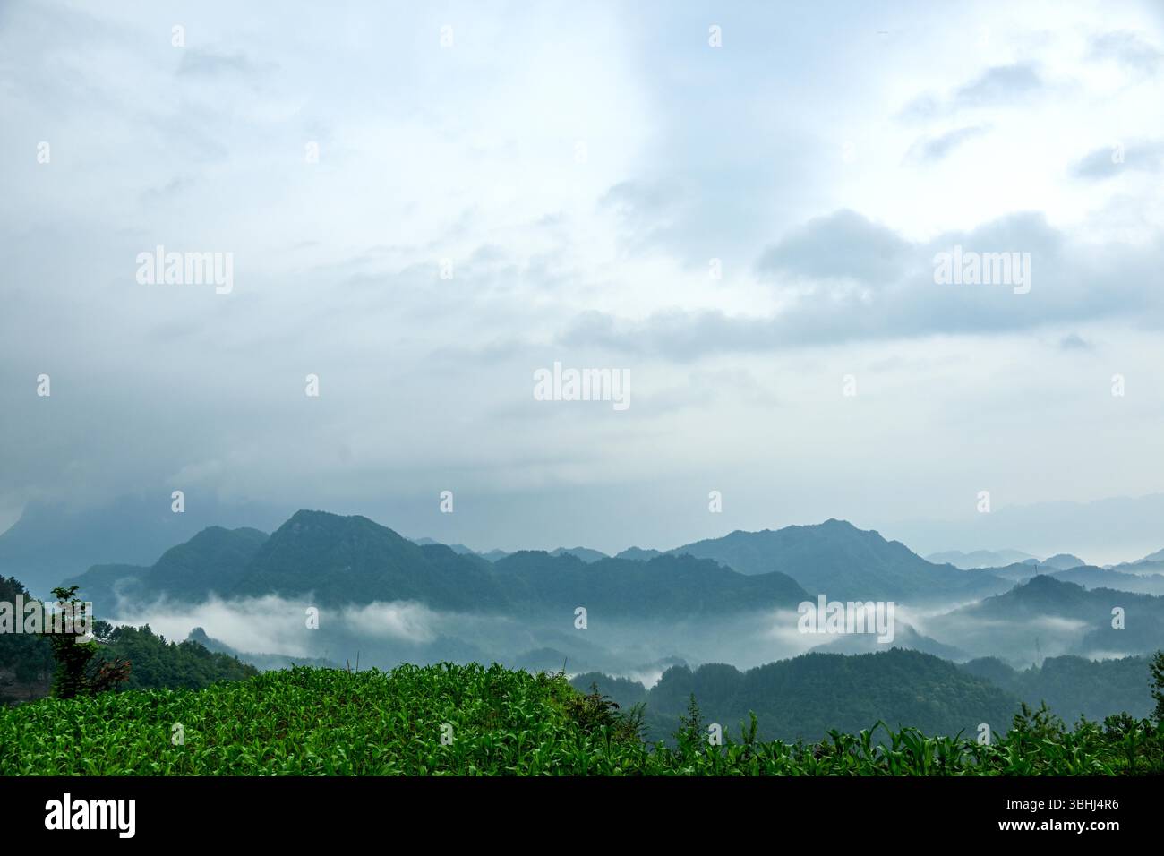 Aerial photo shows the terraced field in Youyang County, Chongqing ...
