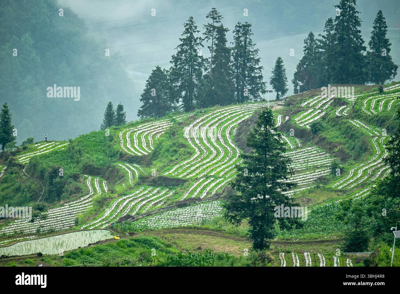 Aerial photo shows the terraced field in Youyang County, Chongqing ...