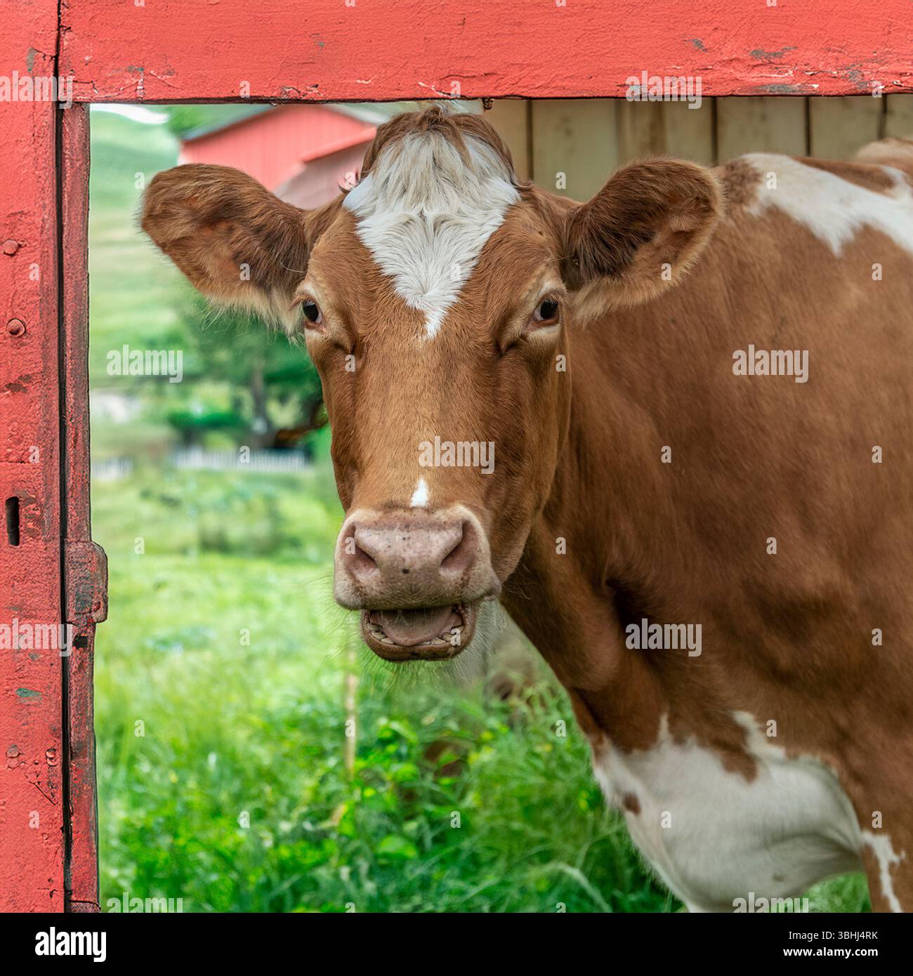 cow looking trough barn window Stock Photo - Alamy