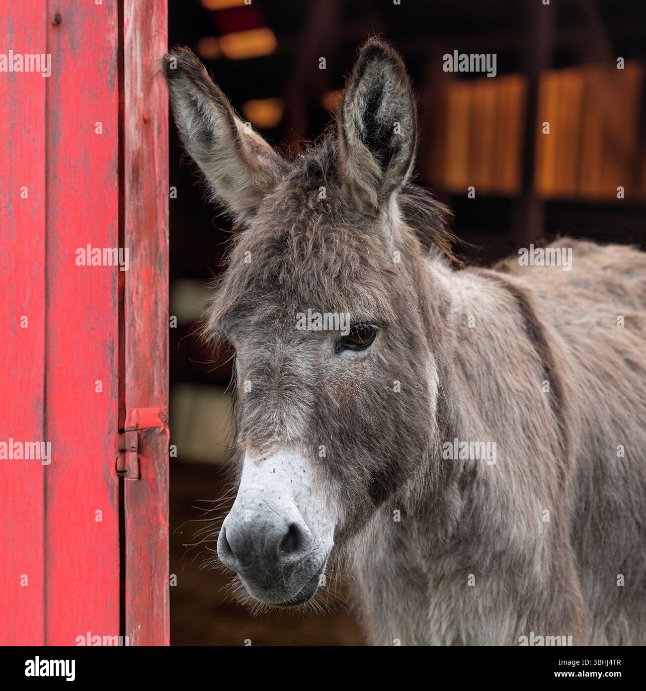 donkey in a red barn on a farm Stock Photo - Alamy