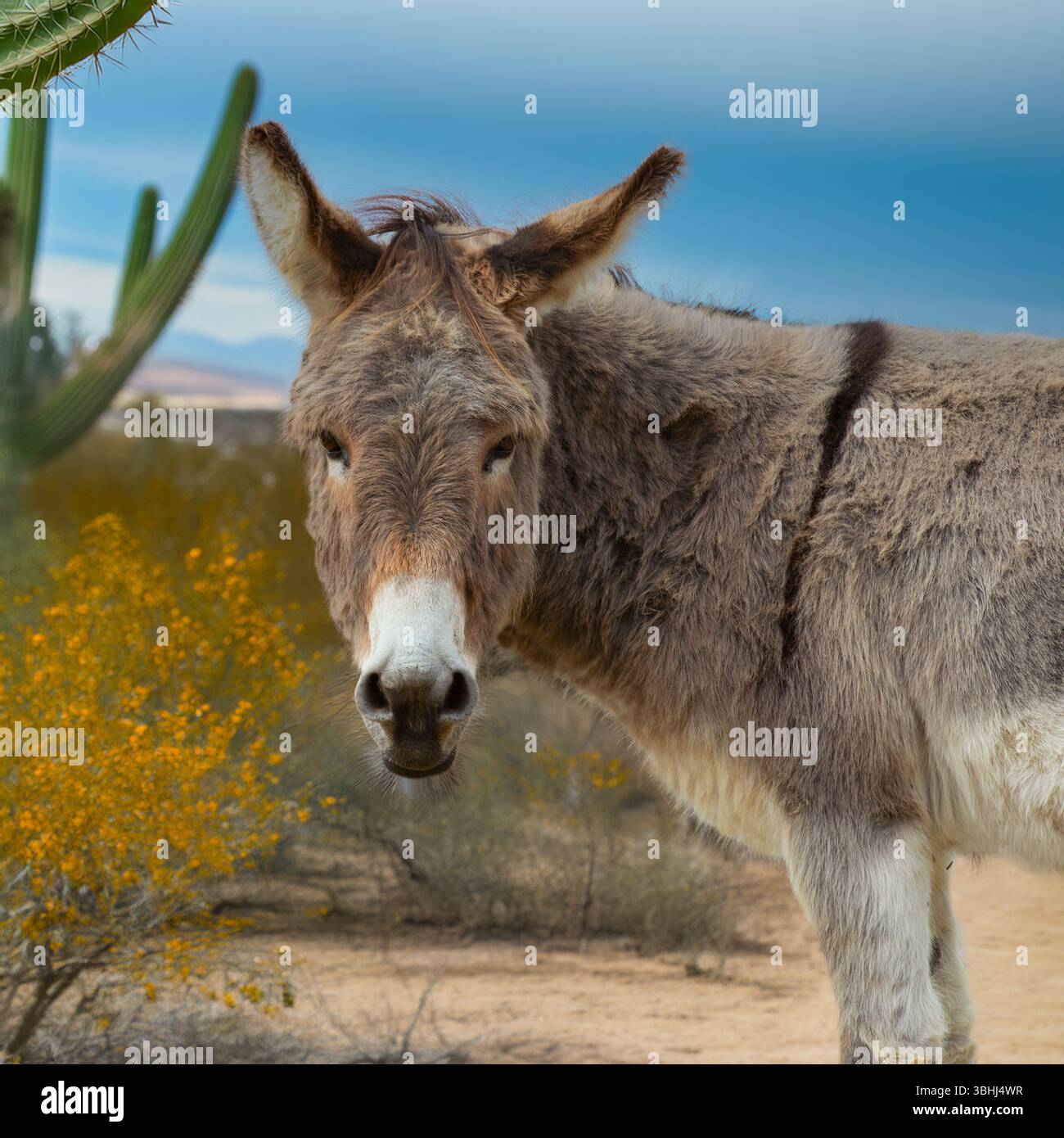 donkey in Mexico Stock Photo - Alamy