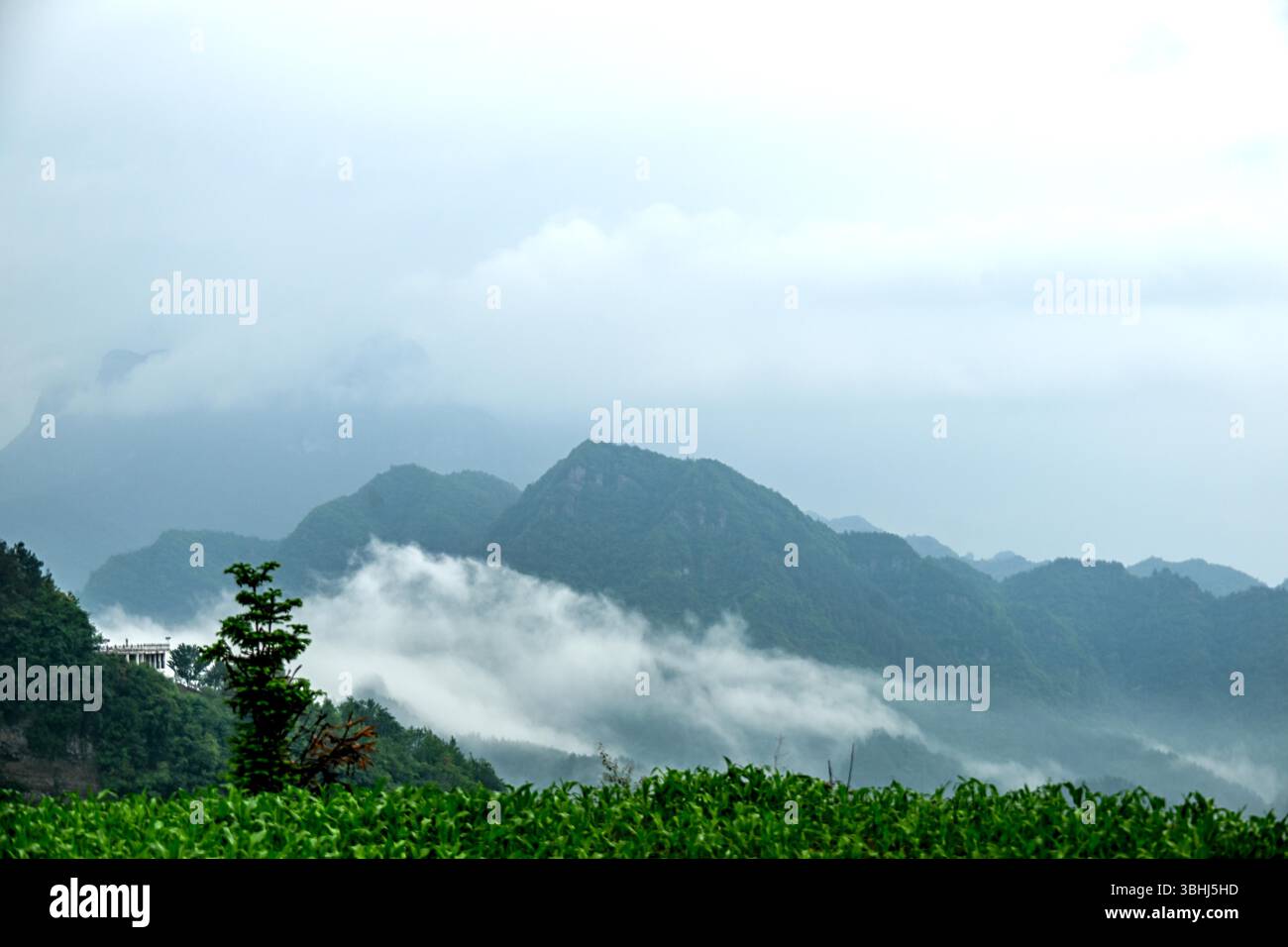 Aerial photo shows the terraced field in Youyang County, Chongqing ...