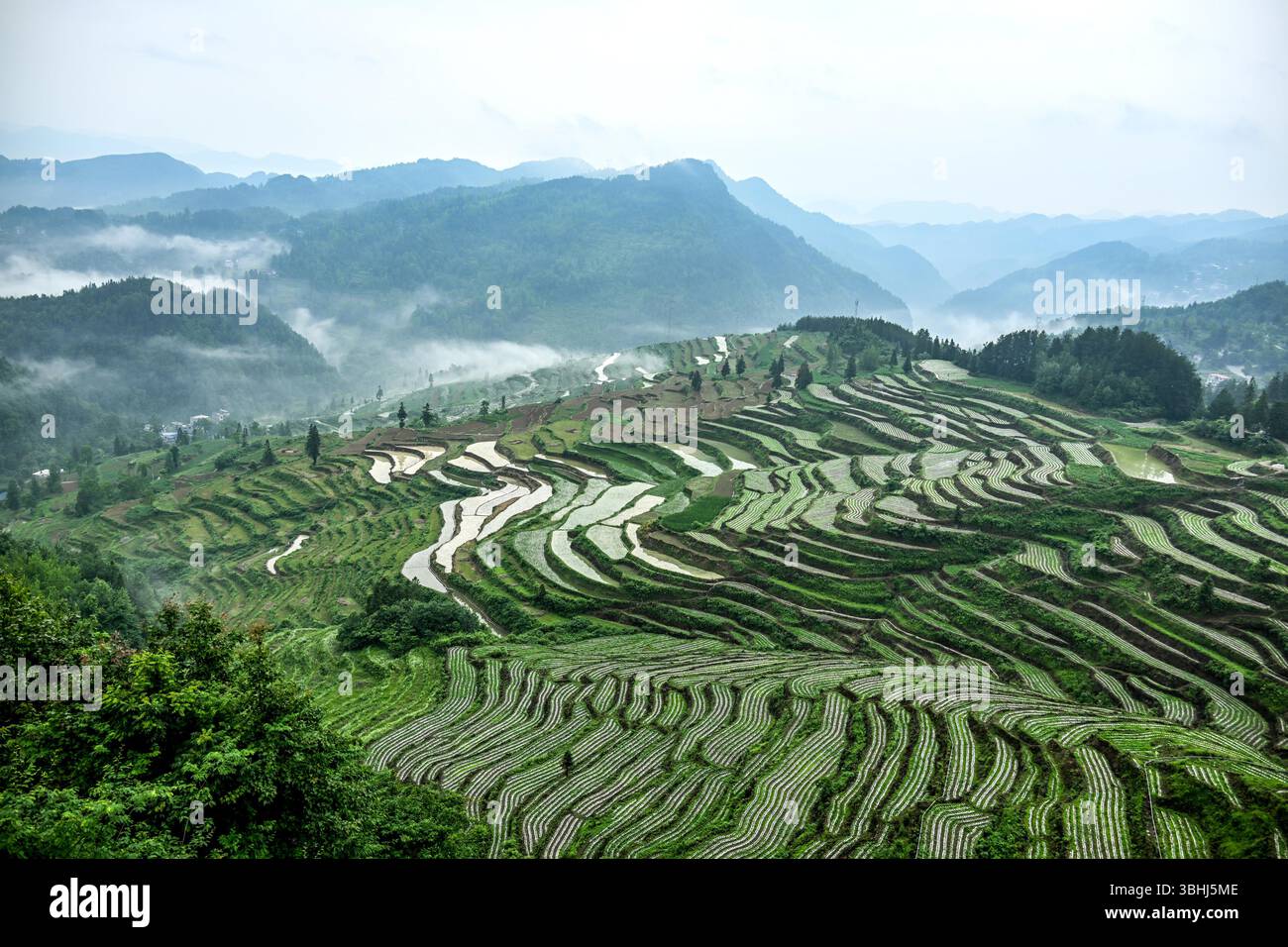 Aerial photo shows the terraced field in Youyang County, Chongqing ...