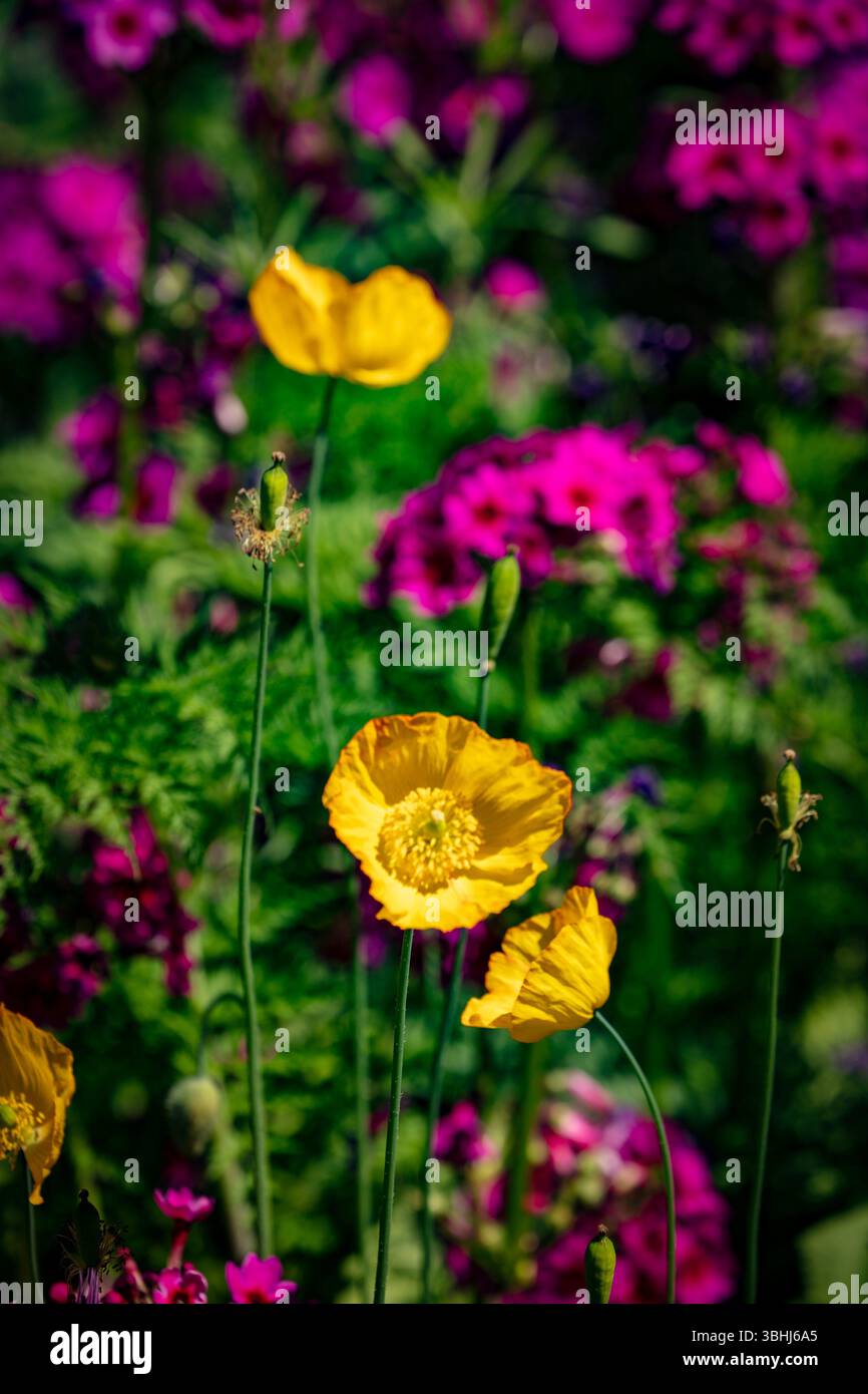 Strikingly colourful spring garden border with yellow poppies in good ...