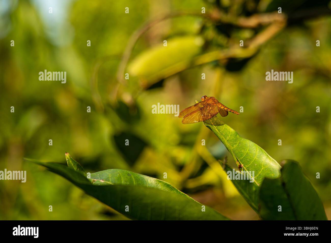 Dragonfly flying insect vibrant translucent hi-res stock photography ...